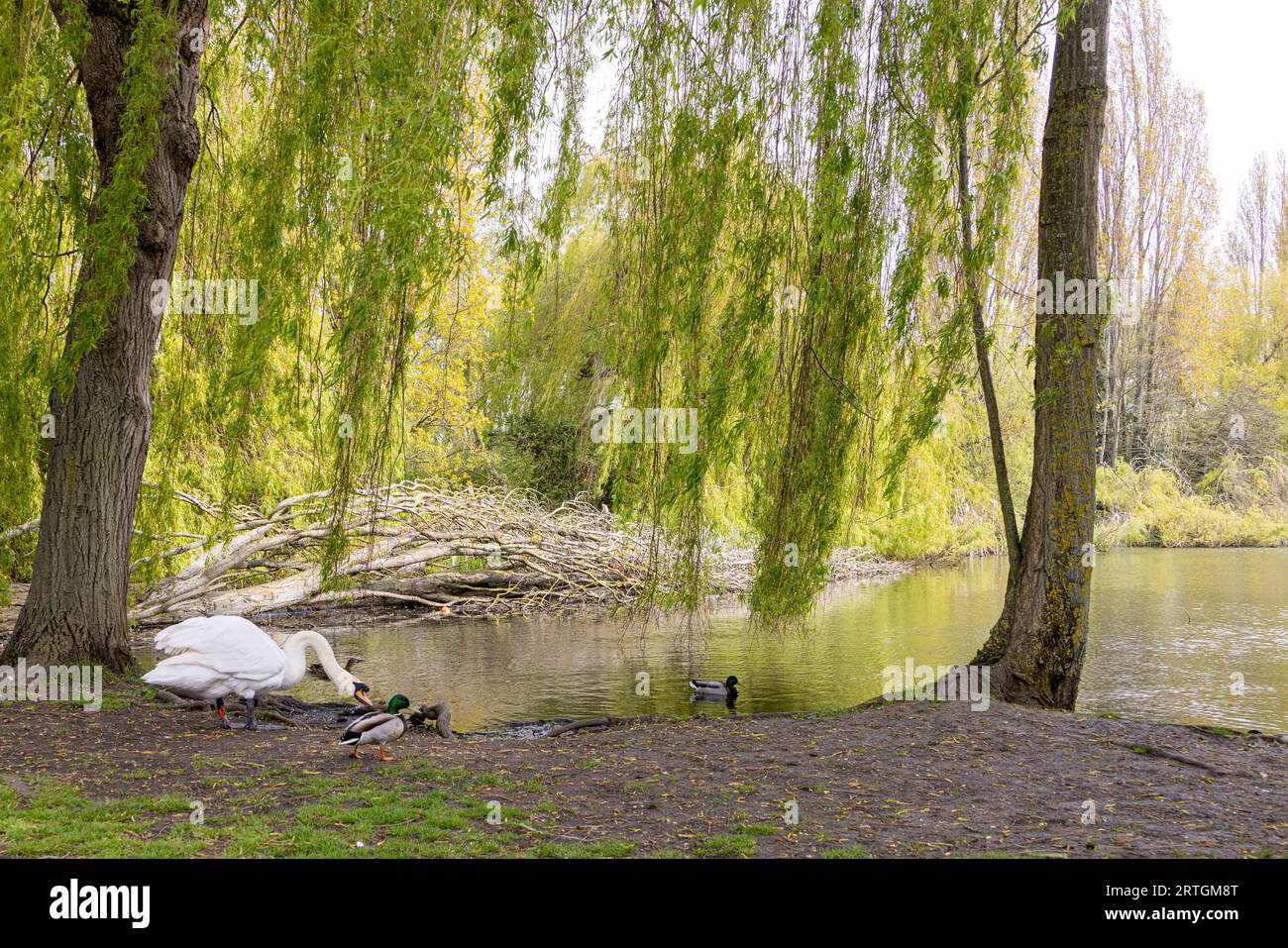 River Colne, Castle Park, Colchester Essex UK Stock Photo - Alamy