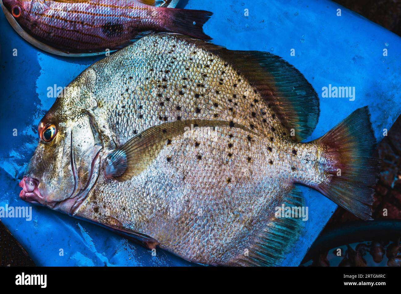 Shot of a spotted Sickle fish on sale in the local south Goa fish ...