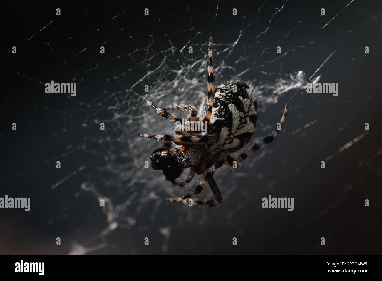 Spider web entanglement hi-res stock photography and images - Alamy