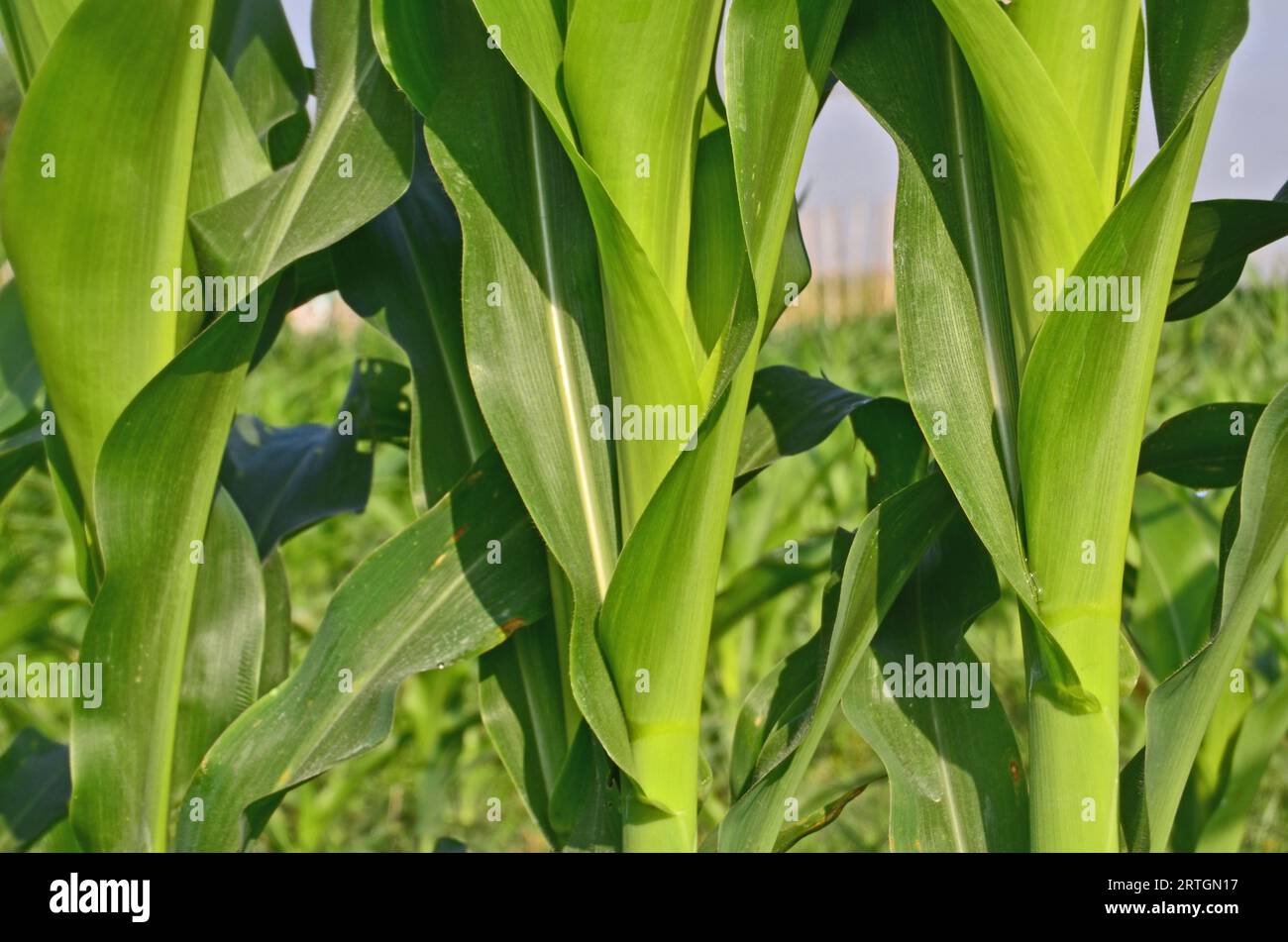 Corn tree or Zea mays plant in the field, the tree trunk is upright ...