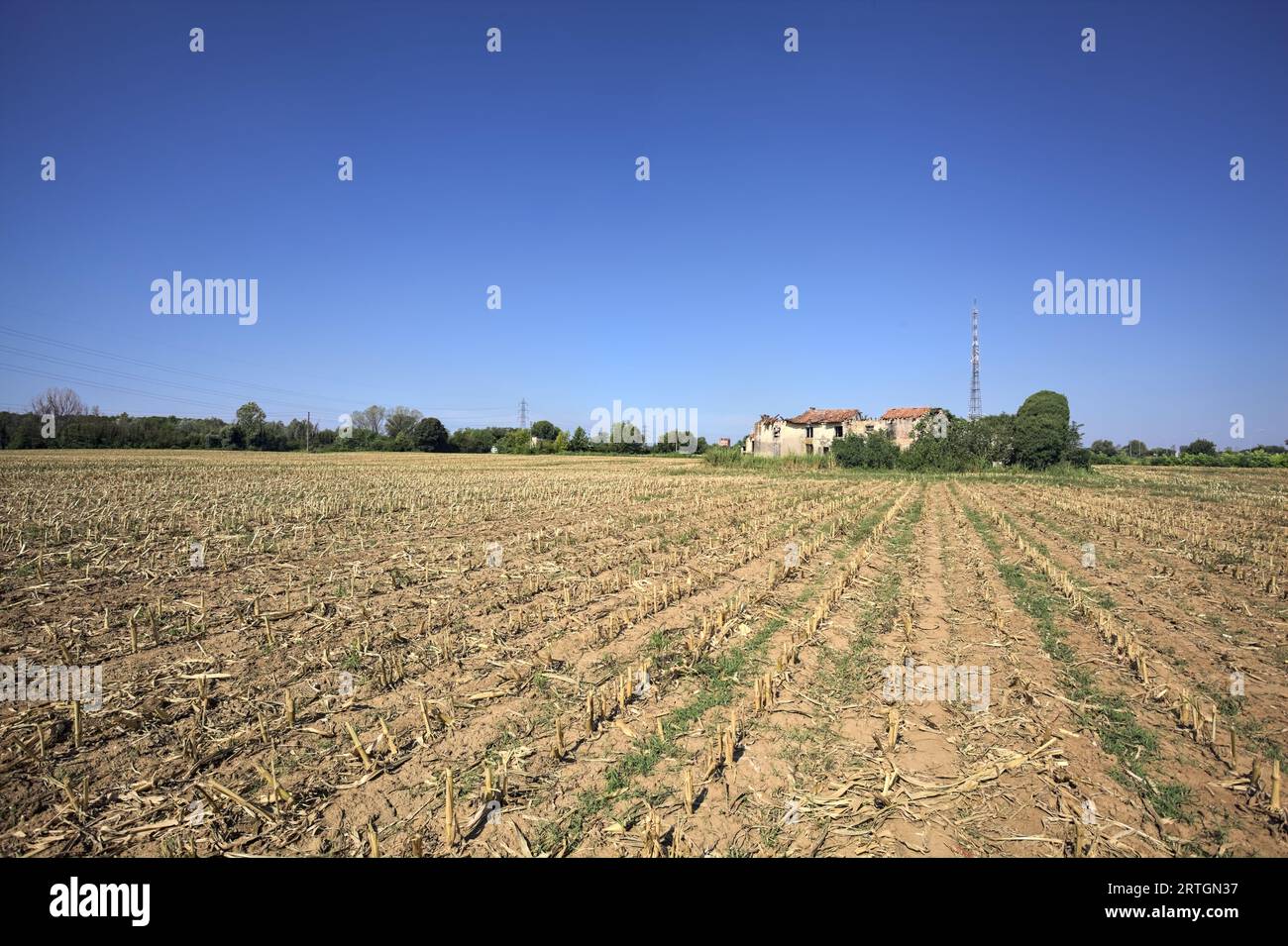 Abandoned country house surrounded by plants in a mowed corn field with ...