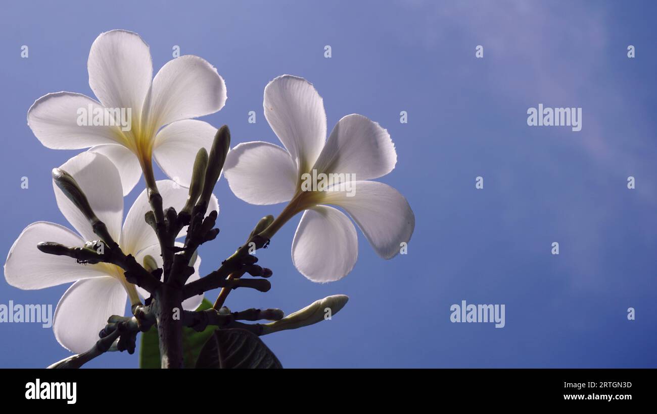 Frangipani ornamental hi-res stock photography and images - Alamy