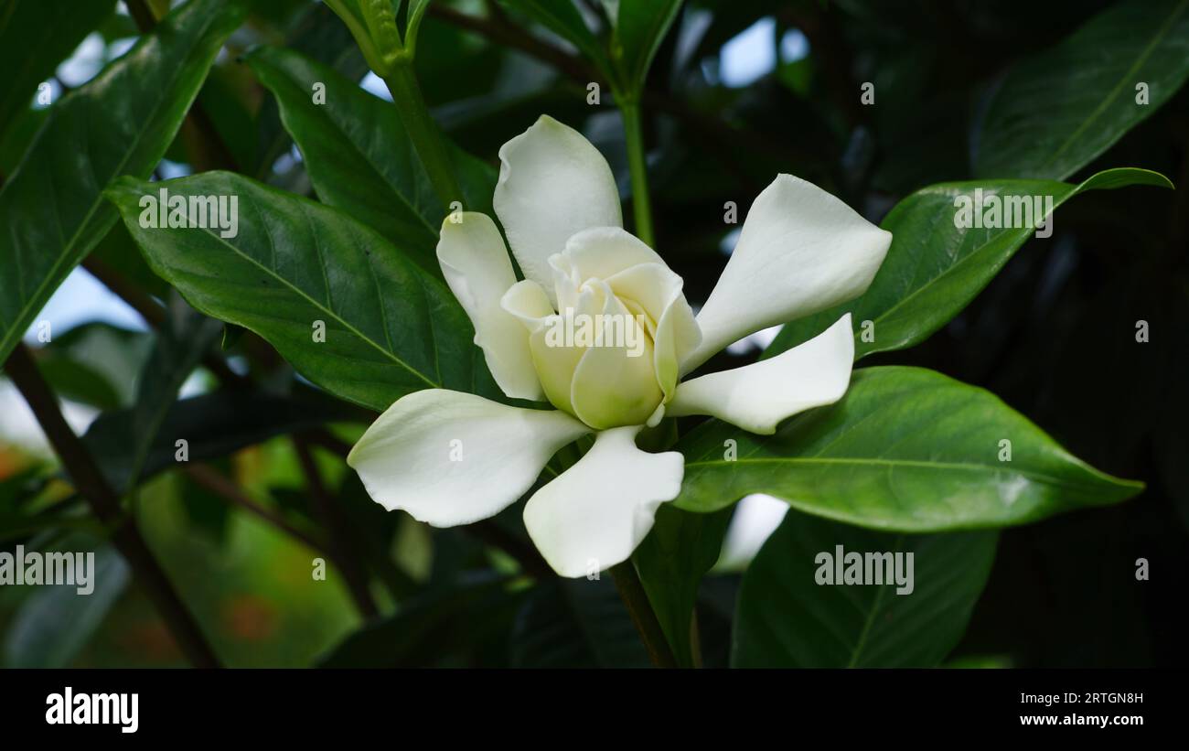 Cape Jasmine flowers bloom on trees, the petals are white facing ...