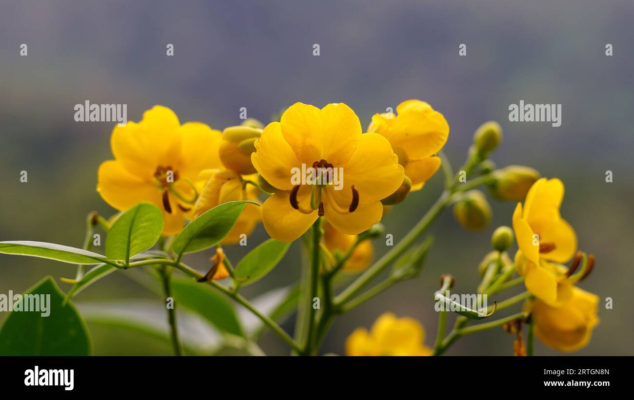 Arsenic bush flowers bloom on tree branches, the petals are yellow with ...