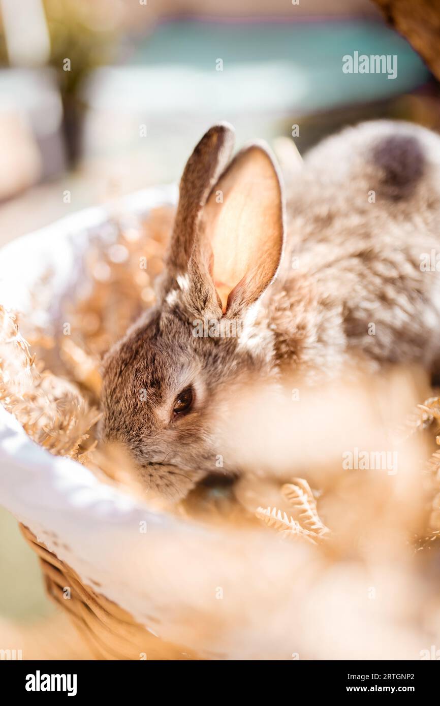 Rabbit in a basket with dry fern at sunset Stock Photo - Alamy
