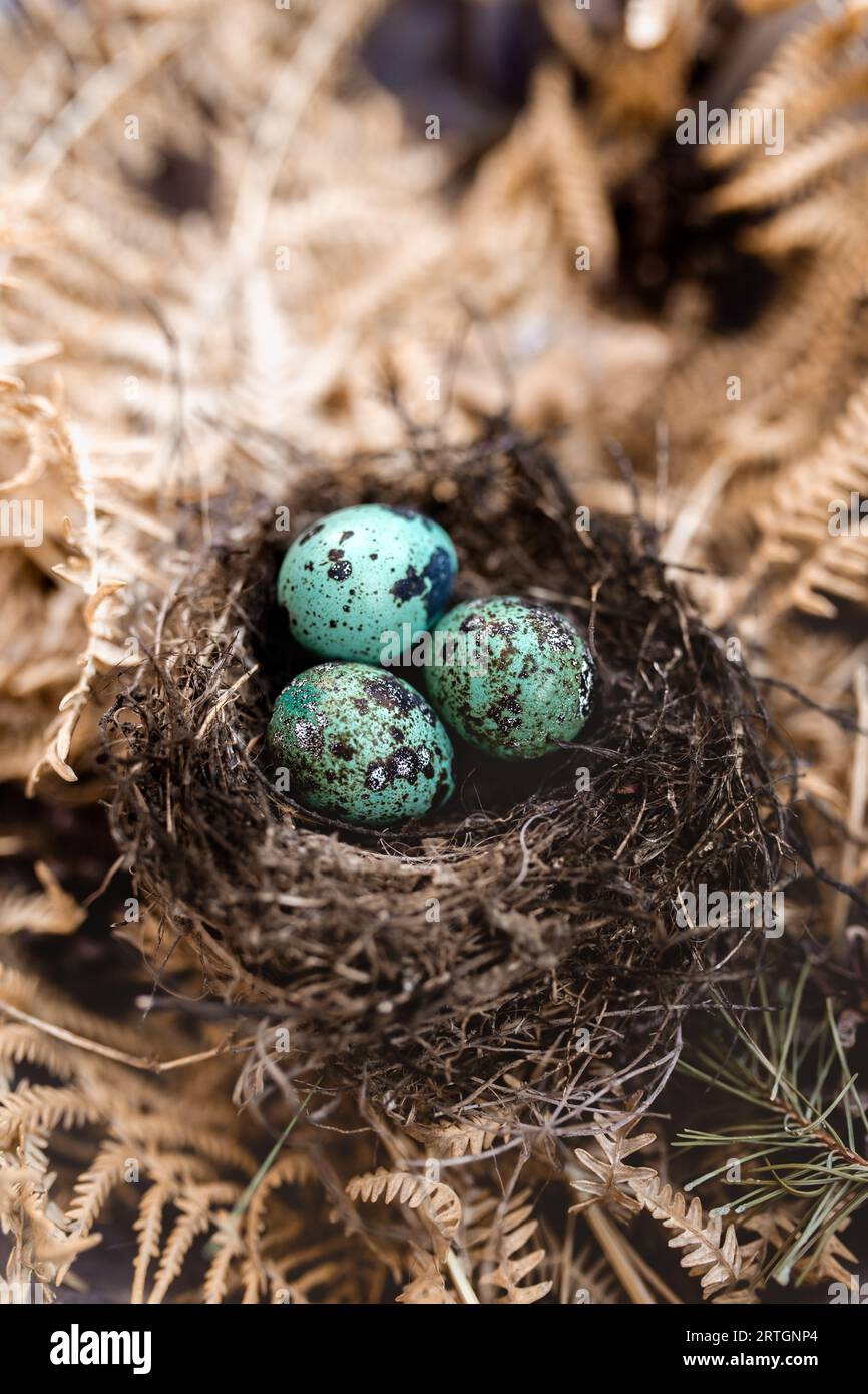 Cone shell eggs hi-res stock photography and images - Alamy
