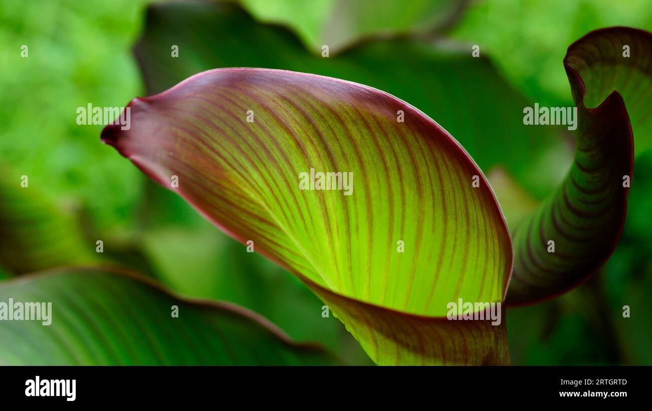 The leaves of the Canna discolor plant are green with a combination of ...