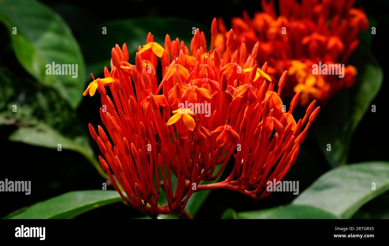 Burning Flowers (1985)