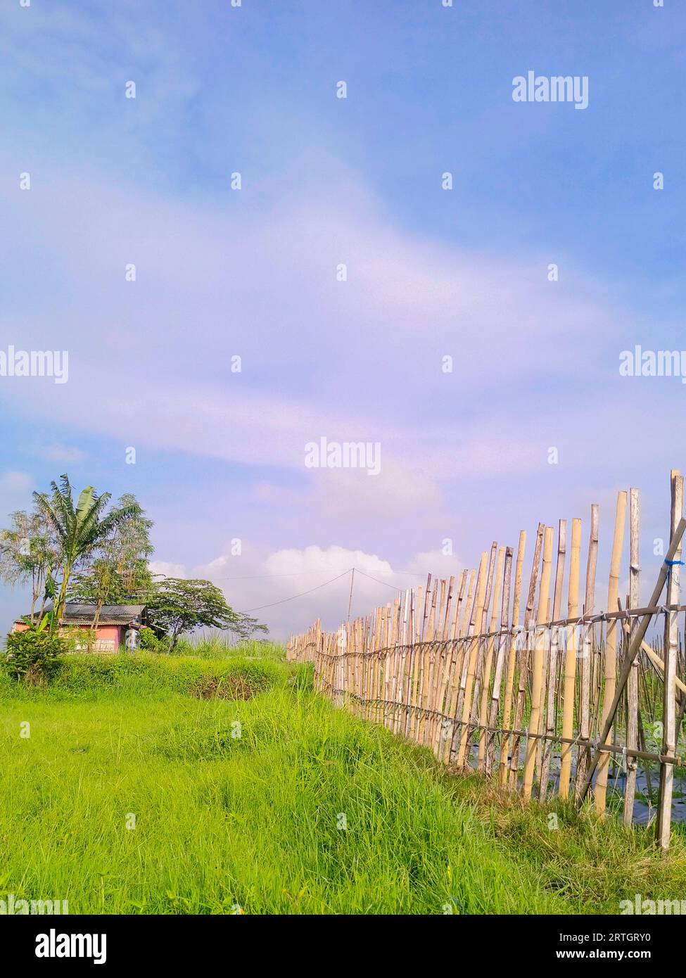 bamboo fence in an agricultural area with a background of huts, trees ...