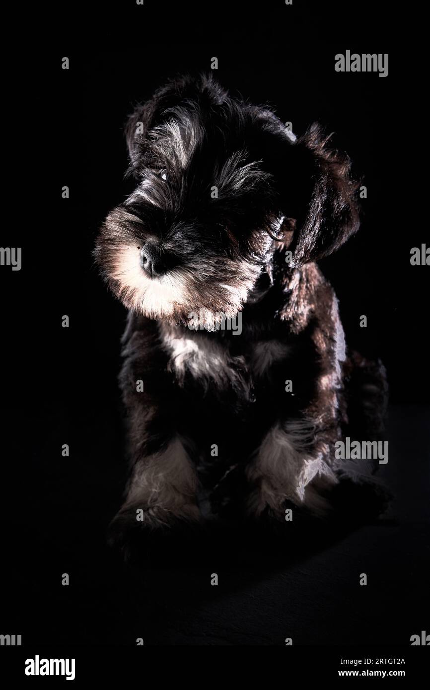 Adorable little fluffy purebred miniature Schnauzer dog sitting against ...