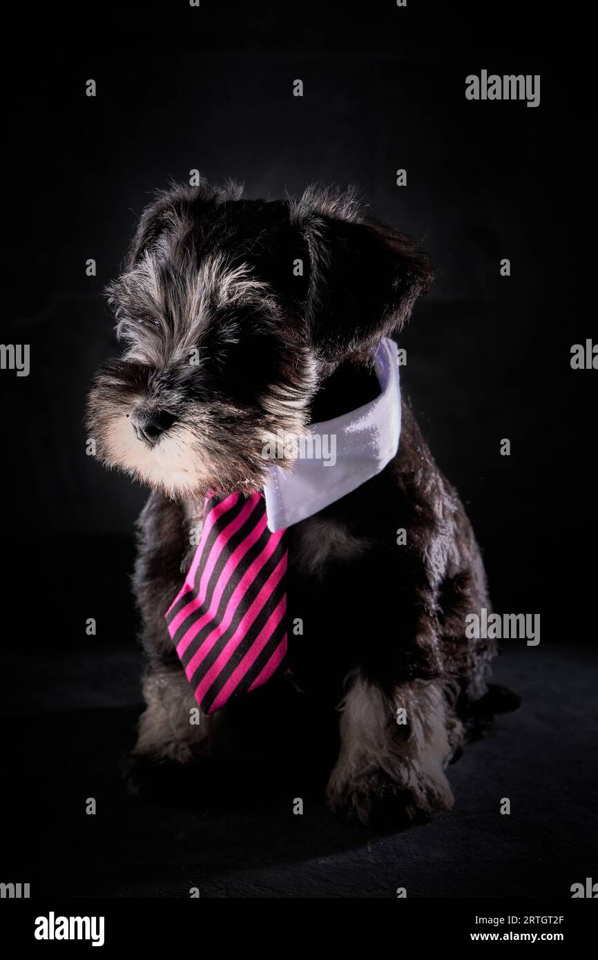 Full body of adorable little black hairy miniature Schnauzer dog ...