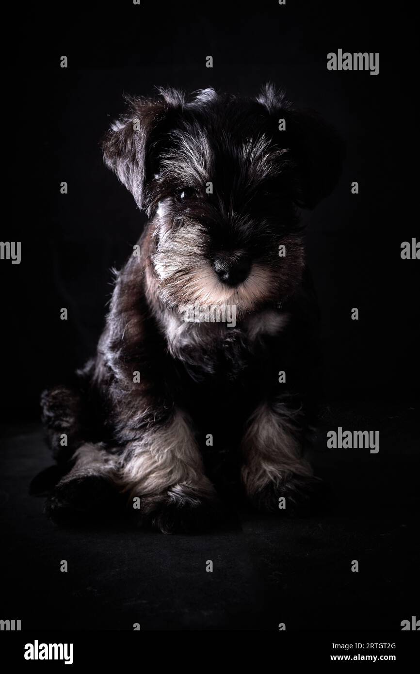 Full body of adorable fluffy black miniature Schnauzer dog sitting ...