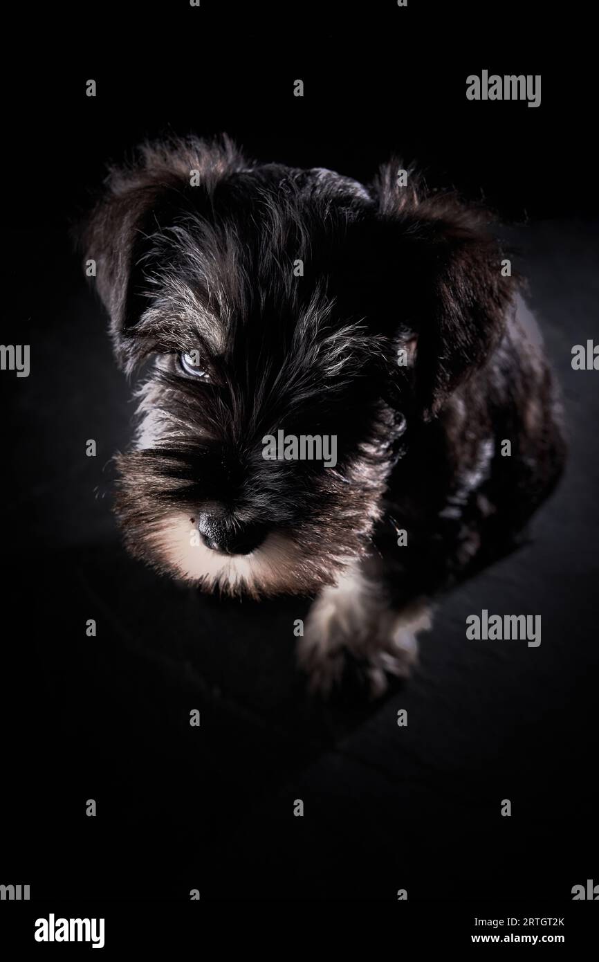 From above of cute purebred black small miniature Schnauzer dog sitting ...