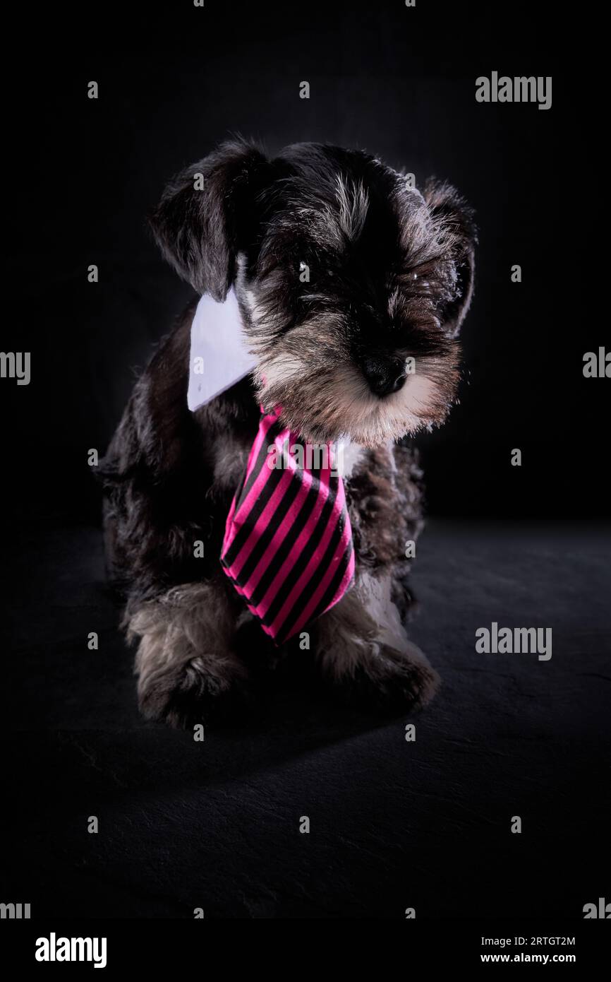 Cute fluffy black purebred miniature Schnauzer dog wearing striped pink ...