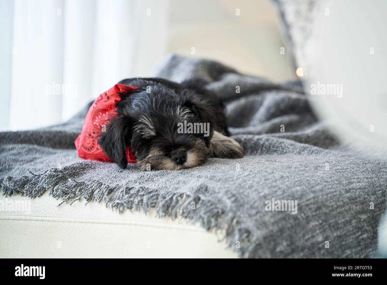Adorable black purebred miniature Schnauzer dog sleeping on couch on ...