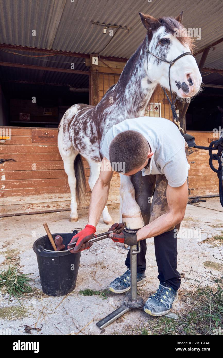 Farrier boy changing horseshoe in the stable Stock Photo - Alamy