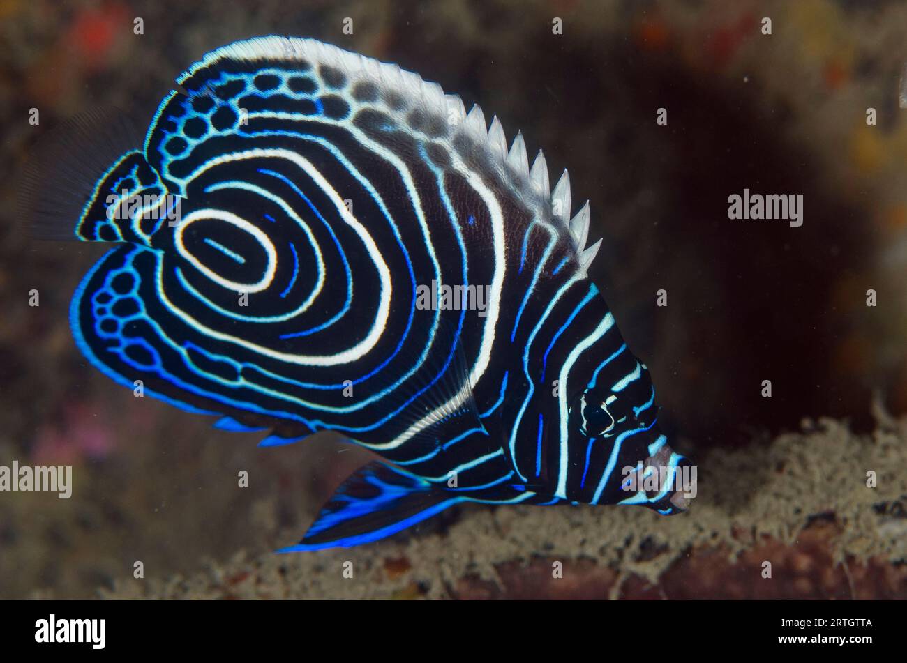 Juvenile Emperor Angelfish, Pomacanthus imperator, Roda Reef dive site ...