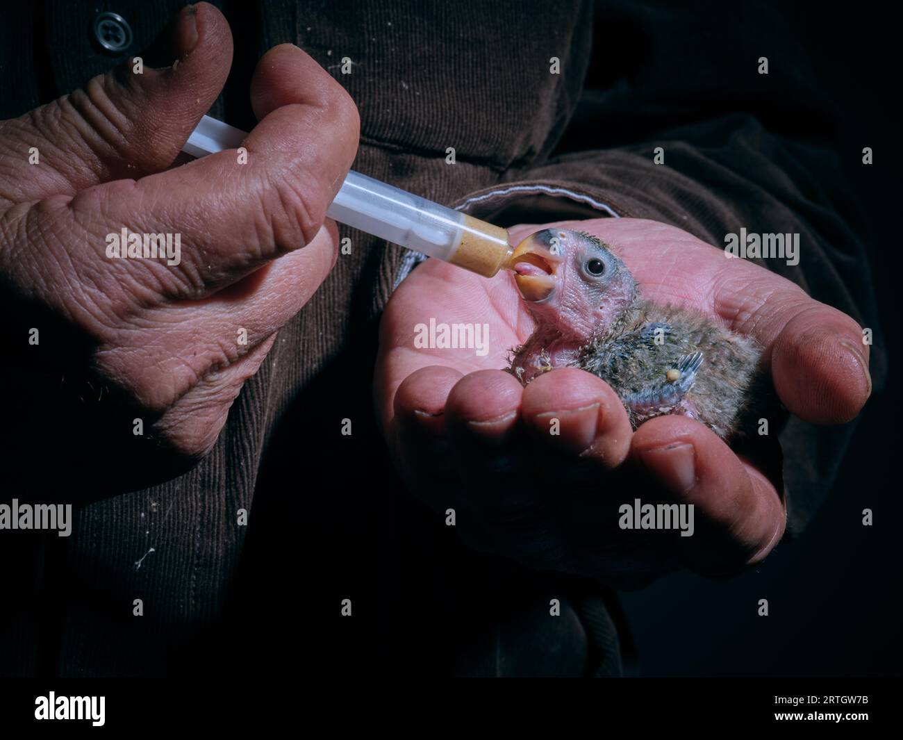 Crop anonymous mature male owner feeding cute gray lovebird chick ...