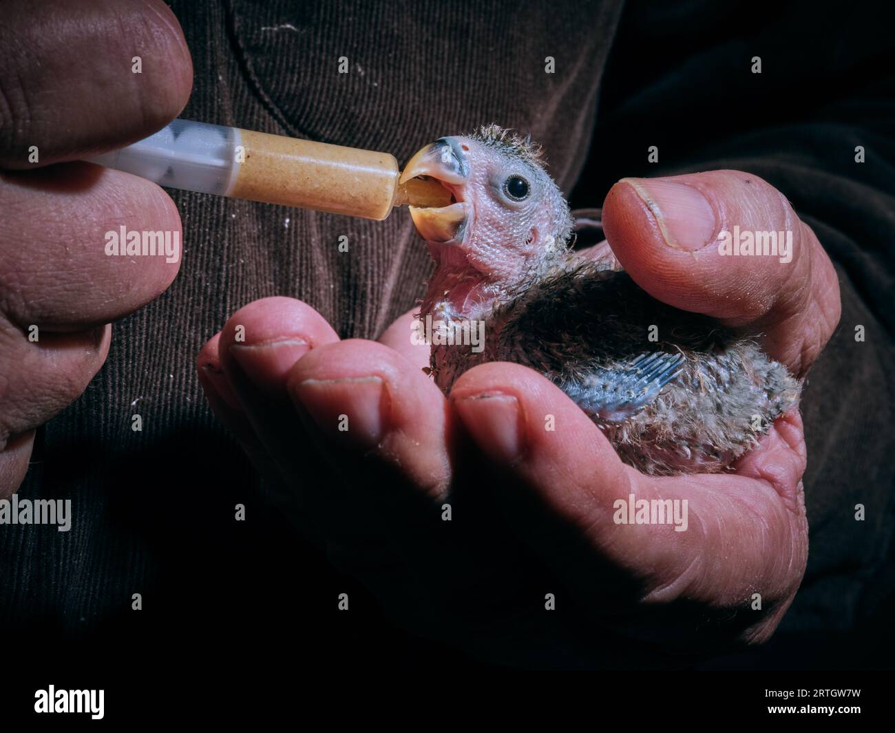 Closeup side view of crop unrecognizable adult man feeding cute small ...