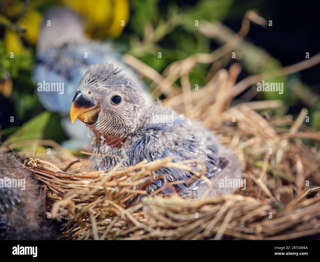 Closeup of small chick of lovebird with gray plumage sitting in nest ...