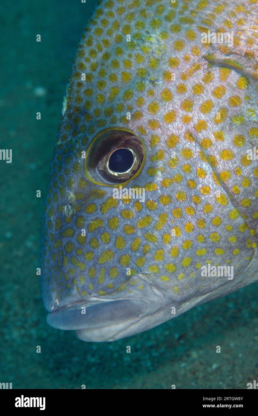 Painted Sweetlips, Diagramma pictum, Roda Reef dive site, Dili, East ...