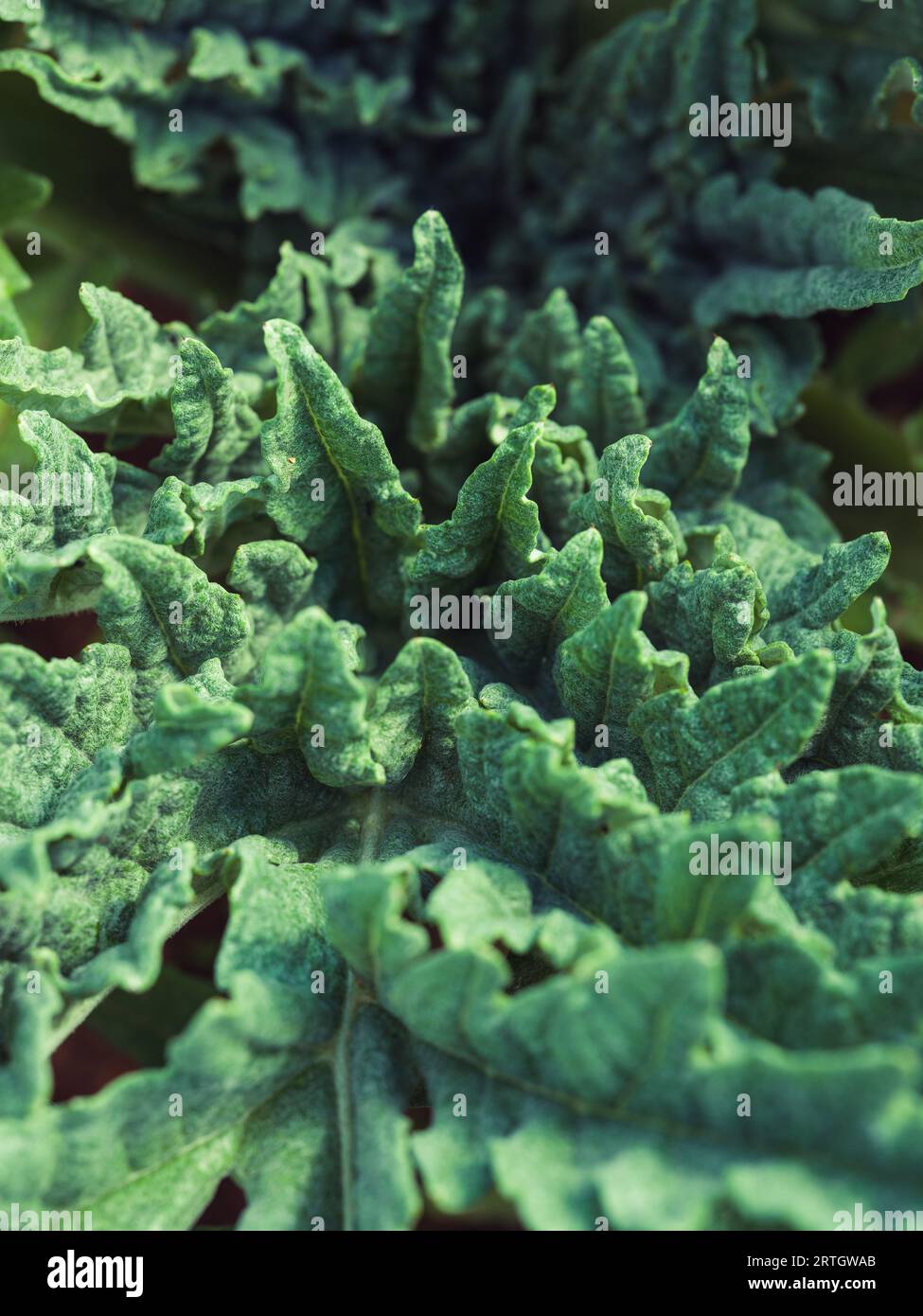 Wavy edge leaves hi-res stock photography and images - Alamy