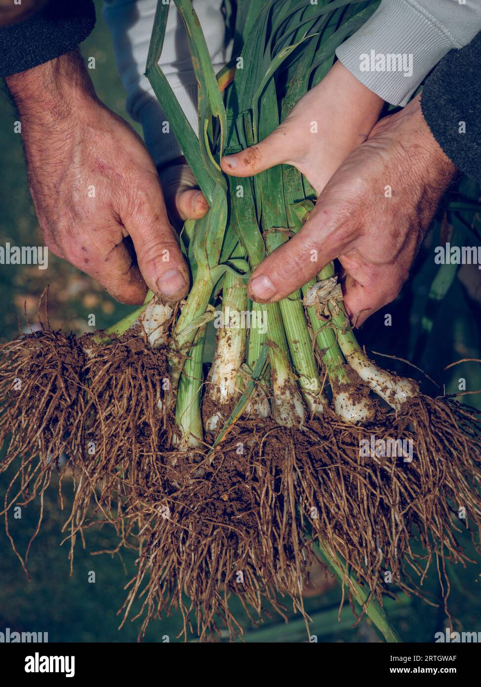 From above of crop unrecognizable farmer holding ripe green onions with ...