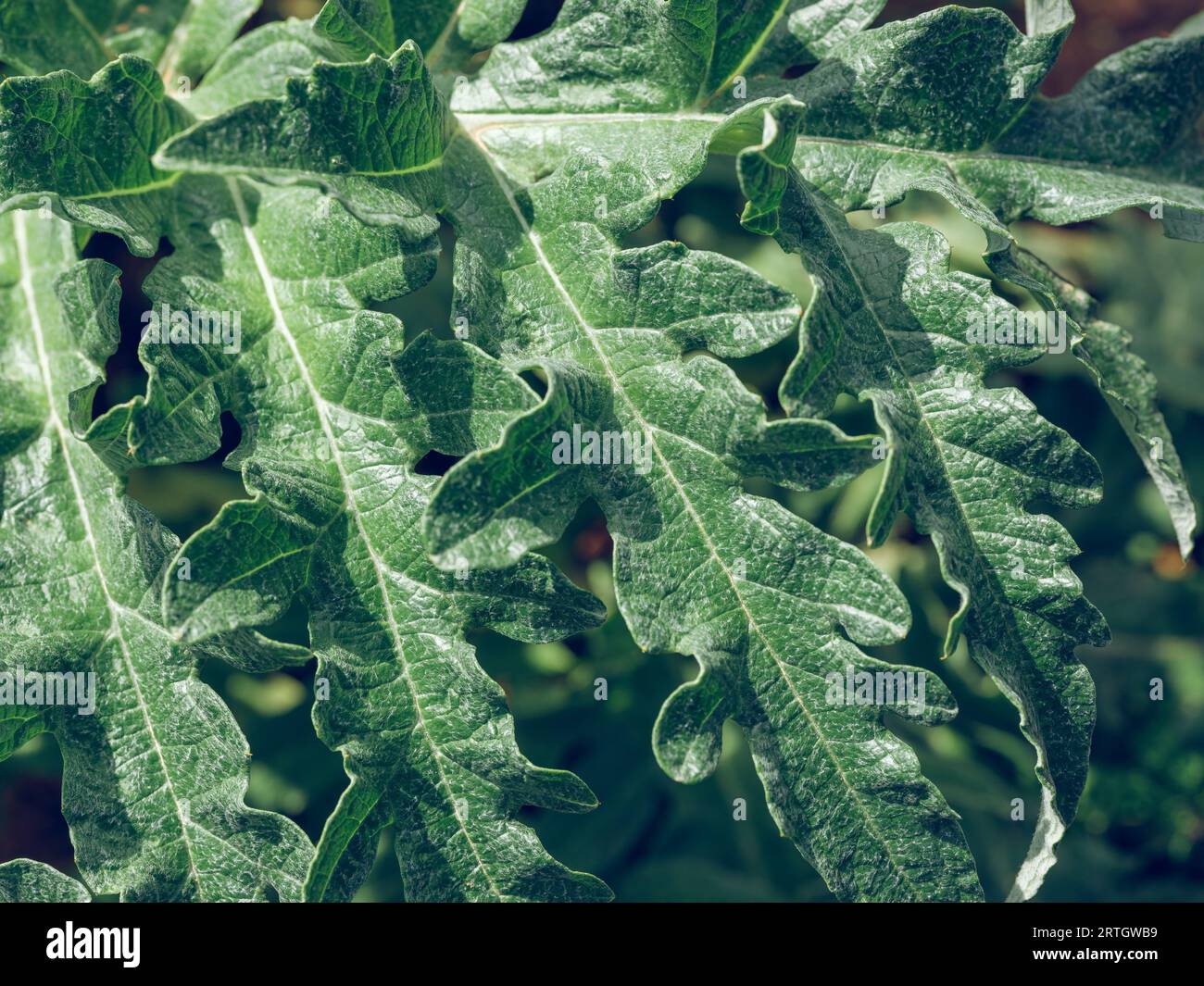 Solanum aculeastrum hi-res stock photography and images - Alamy