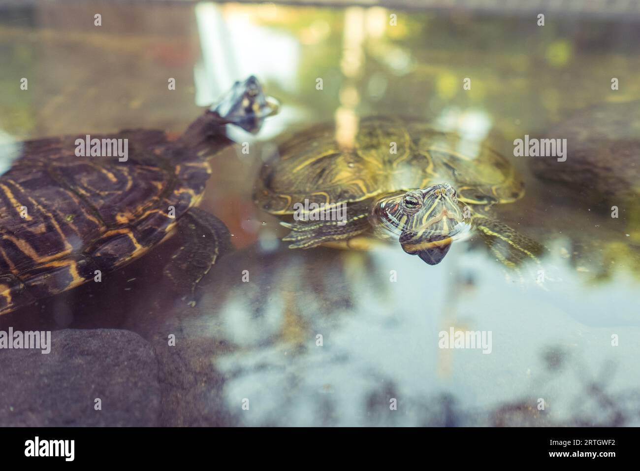 Bale of wild adorable sea turtles with solid shells swimming in clean ...