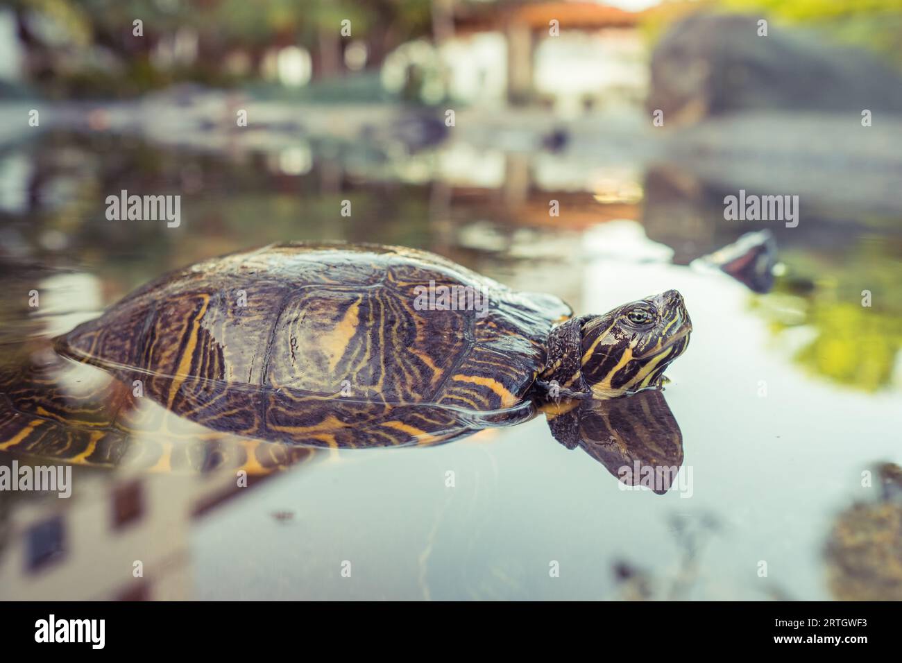 Cute wild sea turtle with yellow stripes swimming in clear transparent ...