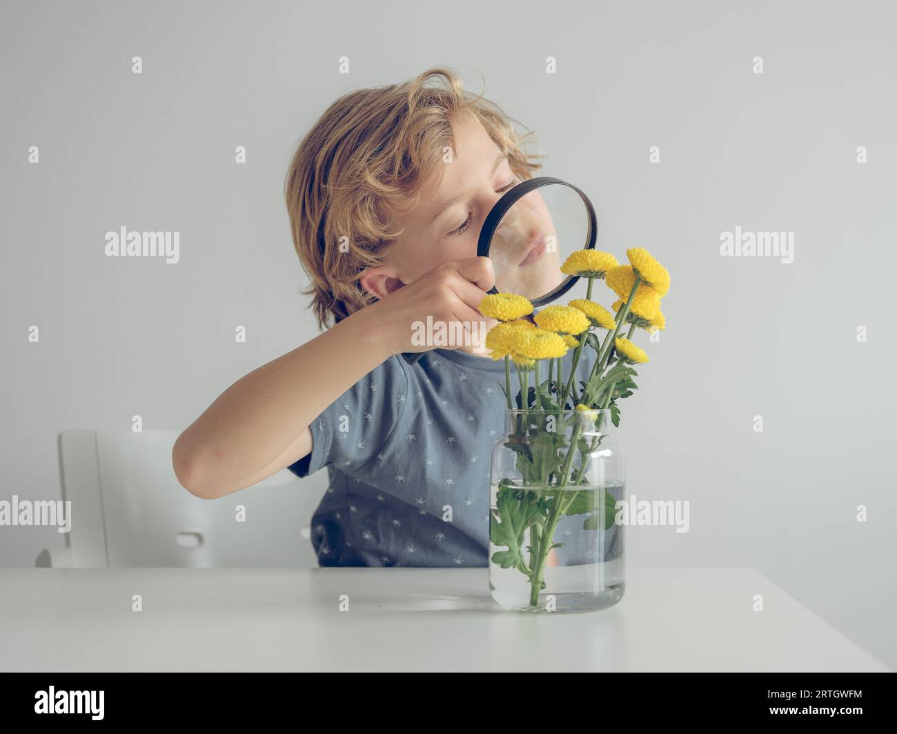 Curious little kid with blond hair examining flowers in glass vase with ...