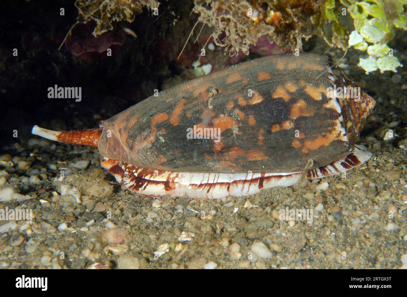 Guided Cone Shell, Conus aulicus, with siphon on sand, Night dive, Tasi ...