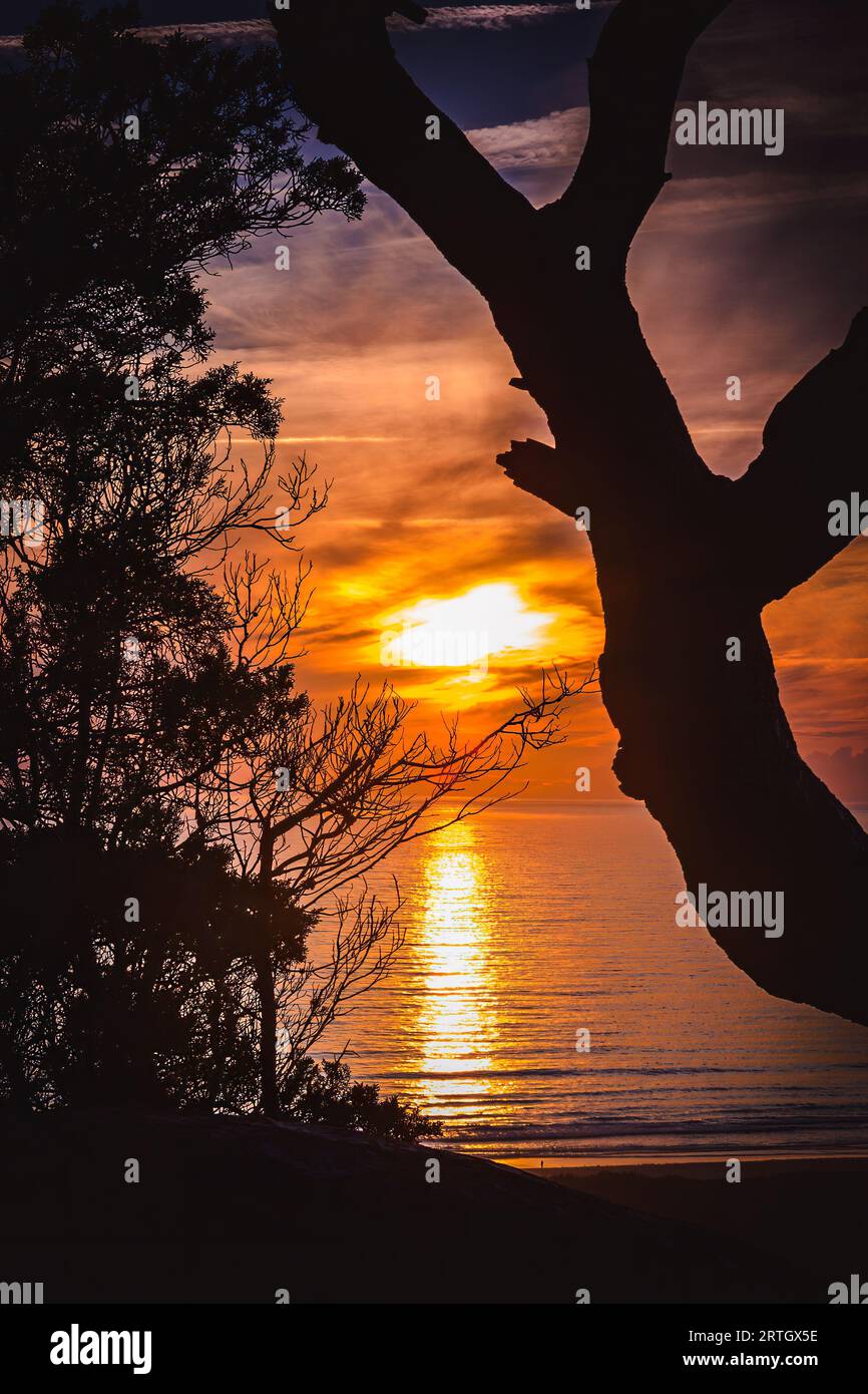 Gold sun between trees hi-res stock photography and images - Alamy