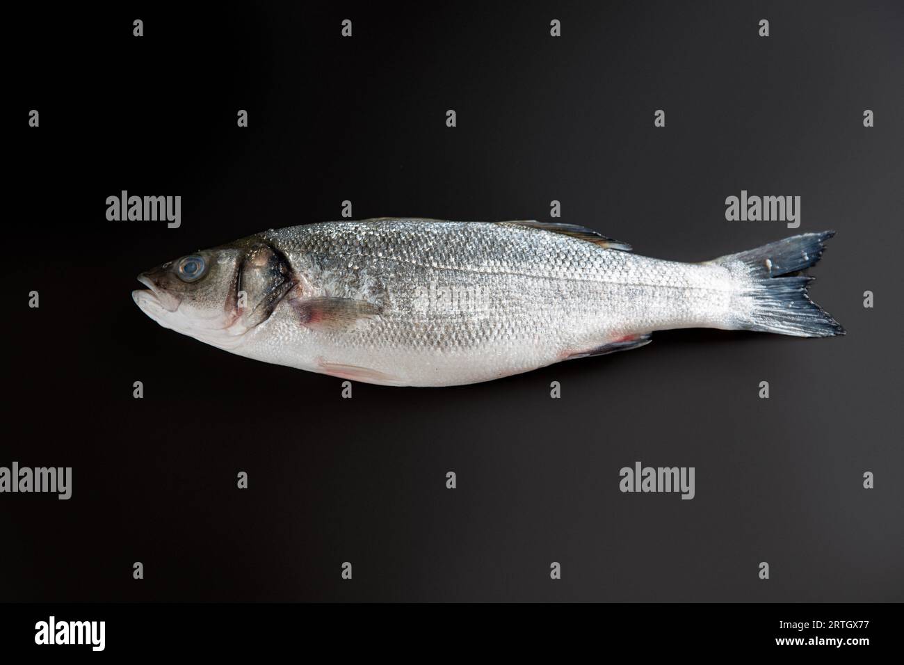 Raw seabass. One fresh sea bass fish on the black background Stock ...