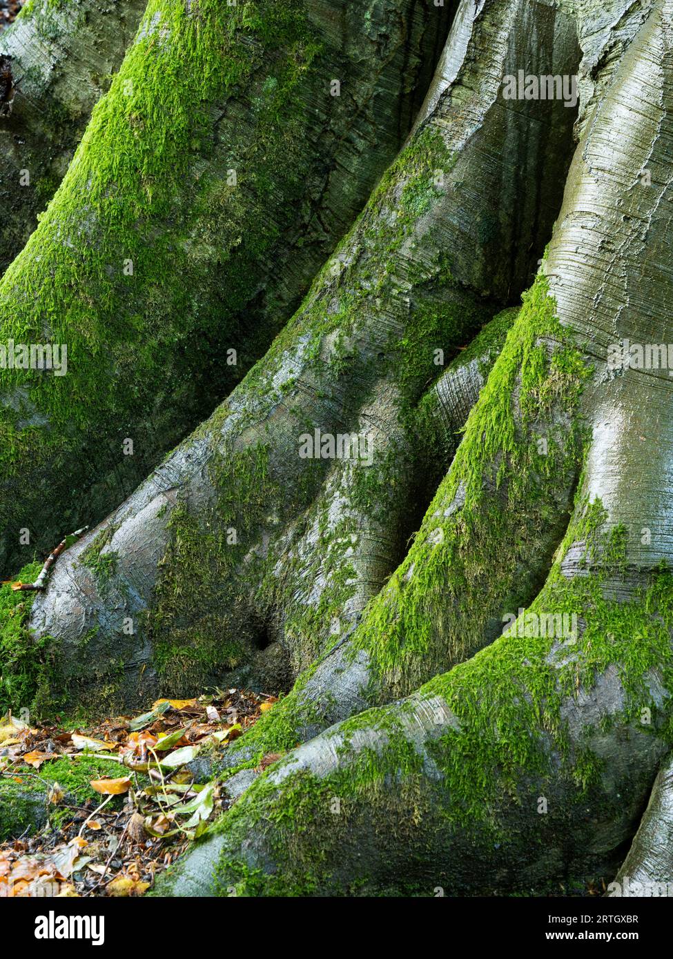 Rectory woods hi-res stock photography and images - Alamy