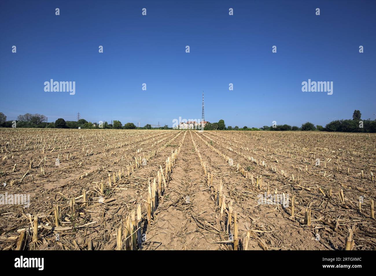 Abandoned country house surrounded by plants in a mowed corn field with ...