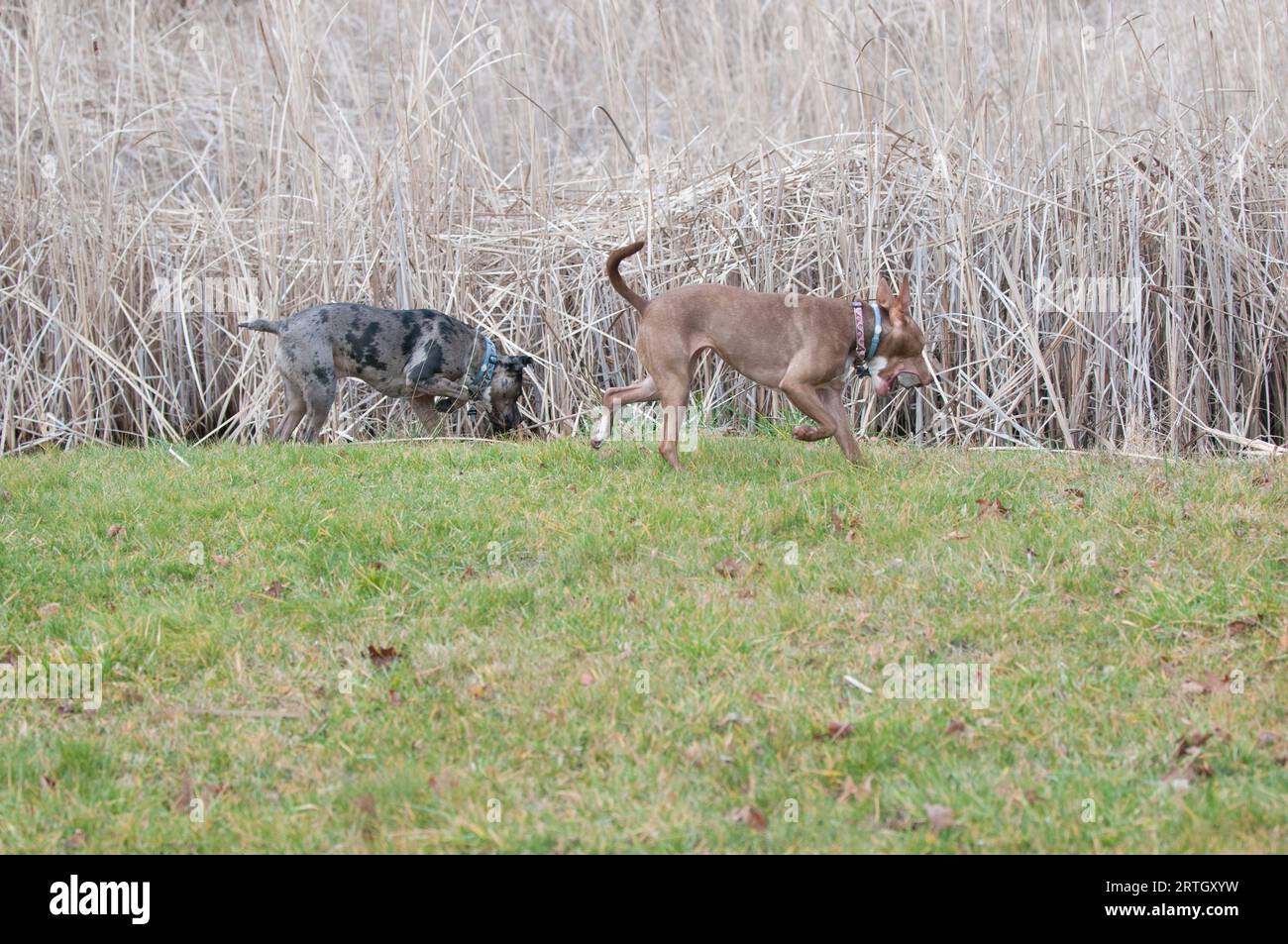 Family walking their dogs hi-res stock photography and images - Alamy