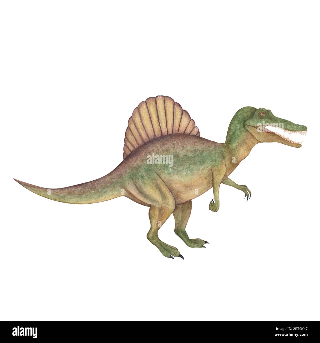 Spinosaurus Vs Velociraptor