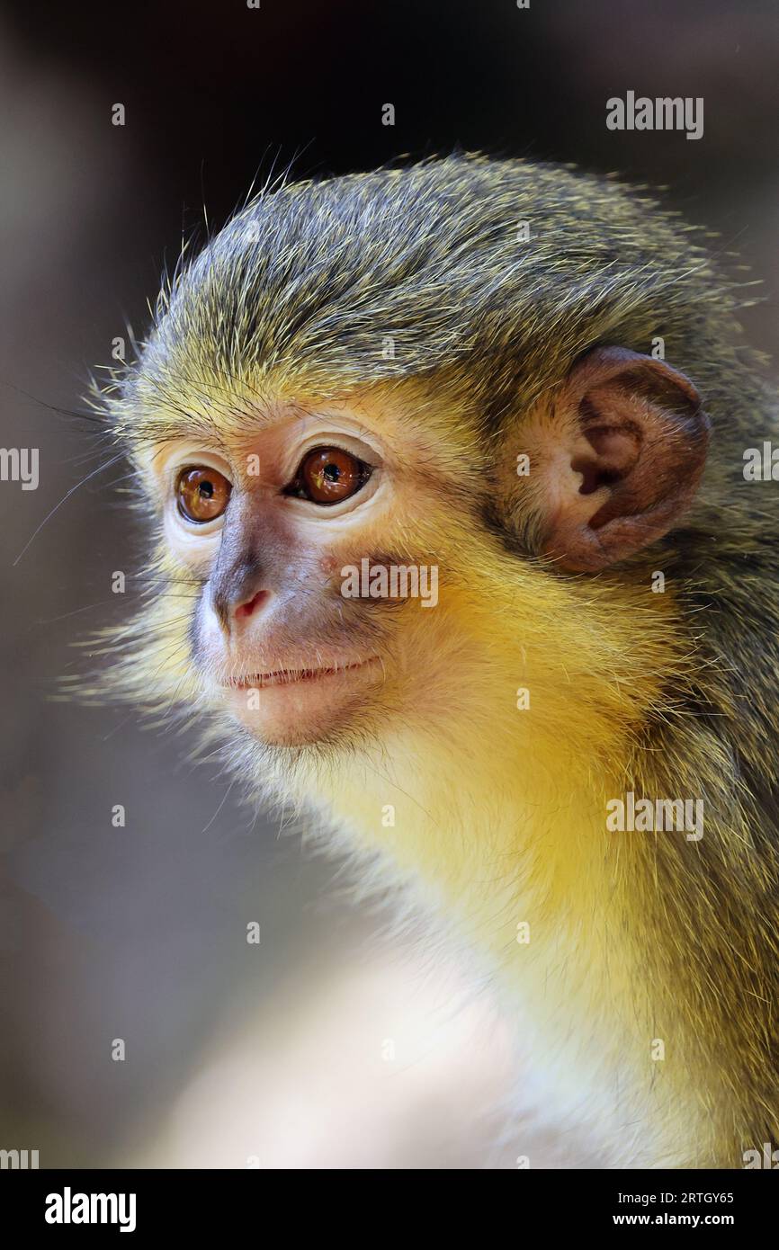 The Gabon talapoin (Miopithecus ogouensis), also known as the northern ...