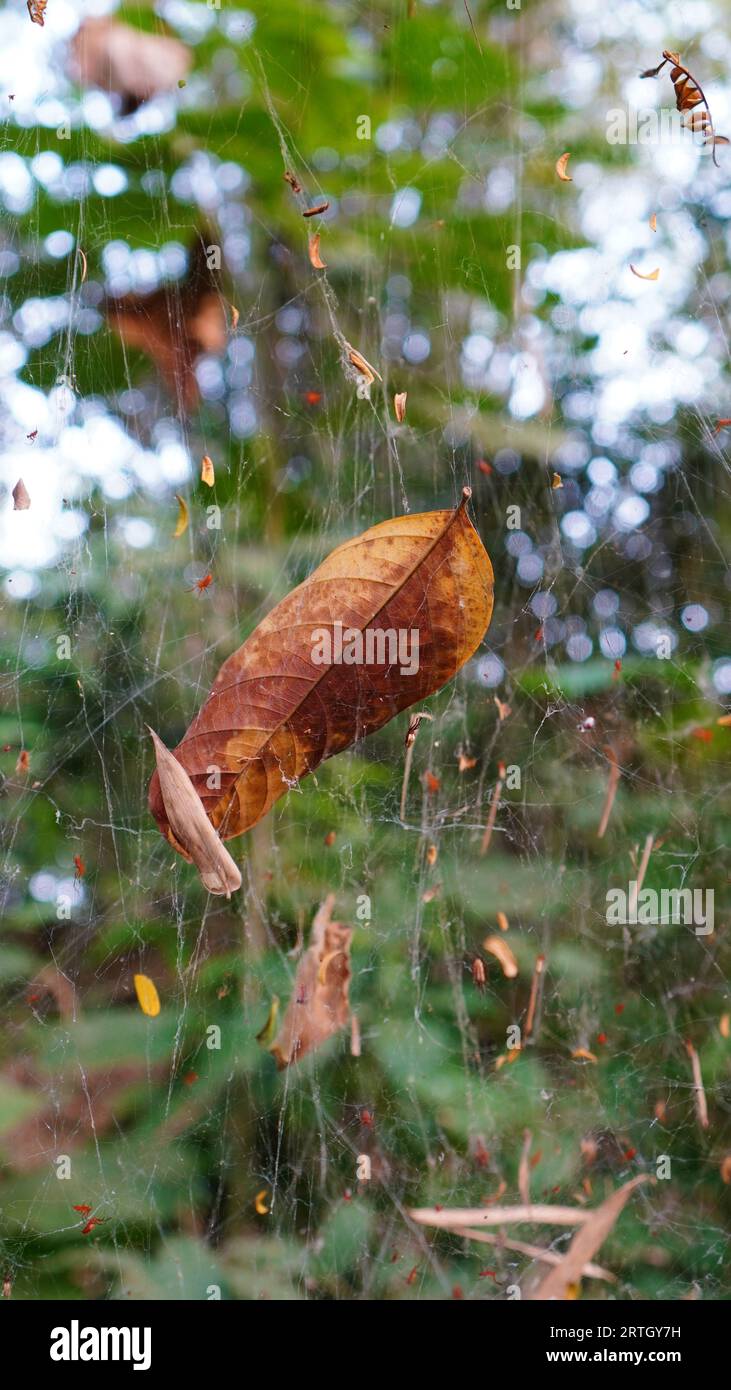Cobwebs in the frost hi-res stock photography and images - Alamy