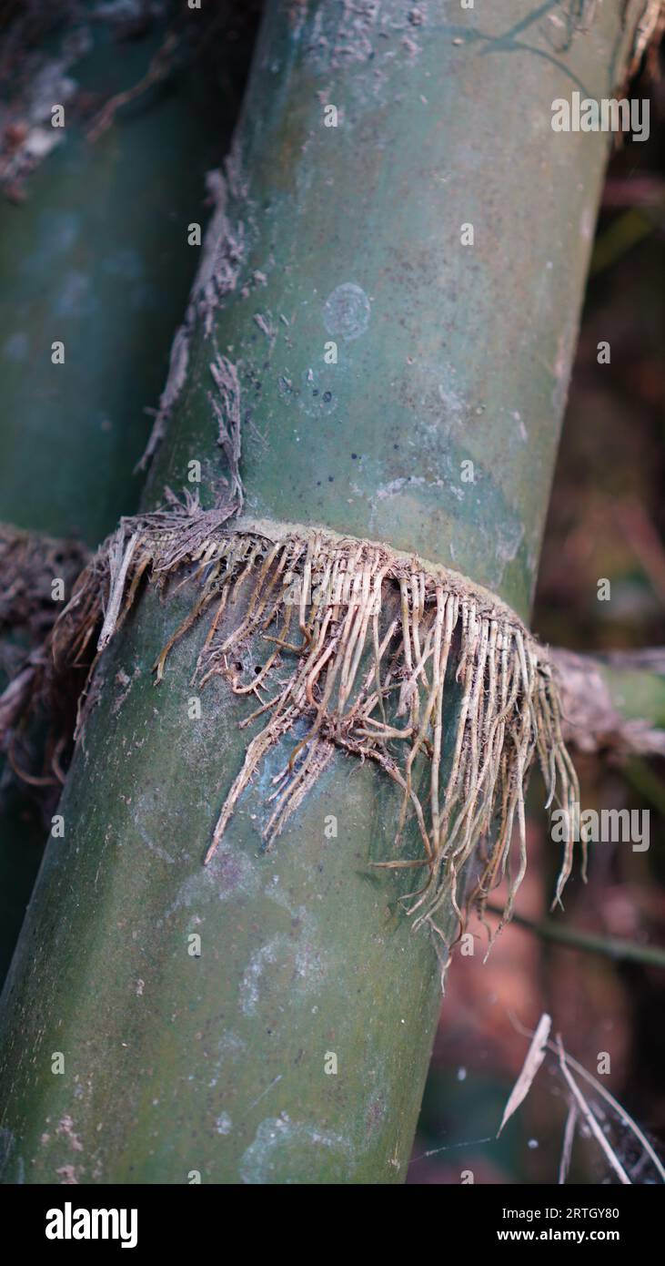 The Bambusa blumeana tree trunk has segments that have short, brightly ...