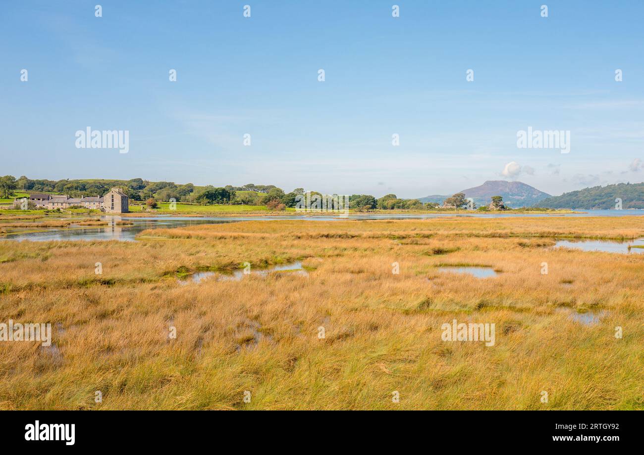 The salt marshes on the Dwyryd estuary, Ynys, Gwynedd, Wales, at high ...