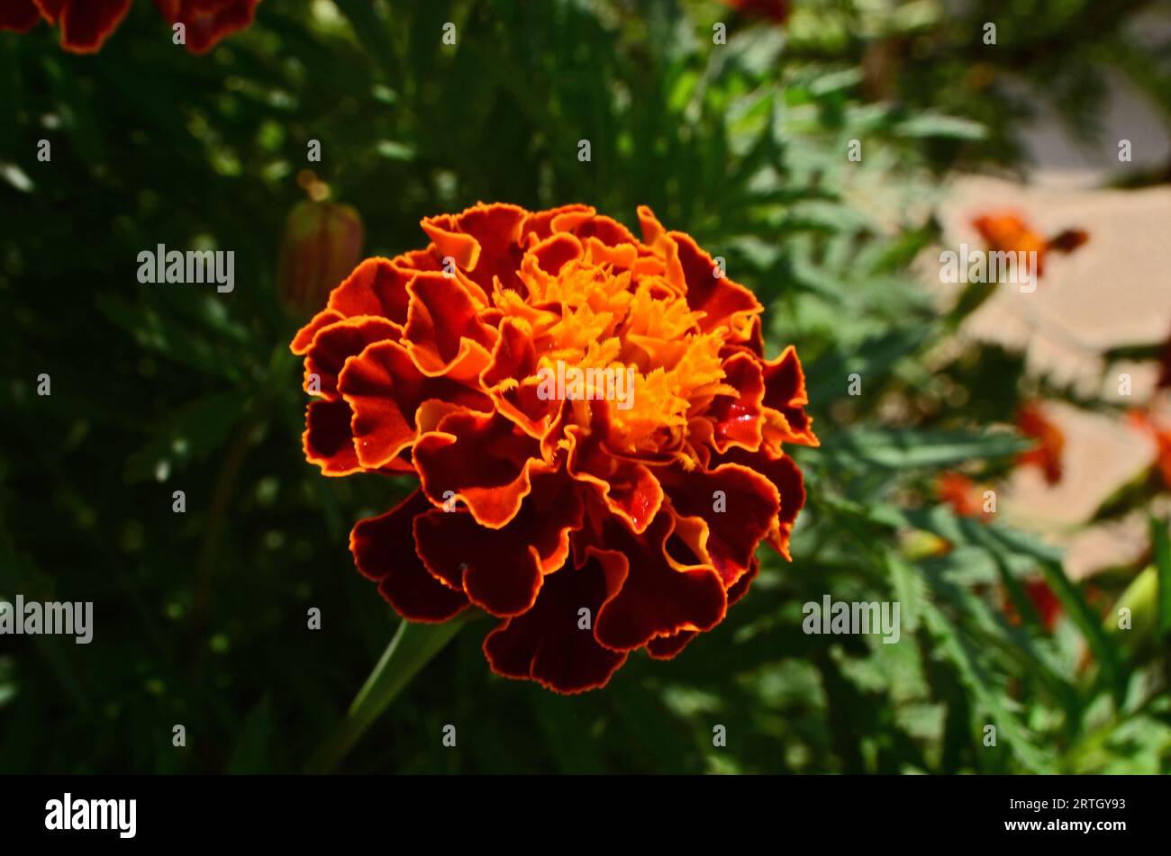 Tagetes patula, the flowers are blooming in the garden. the color is ...