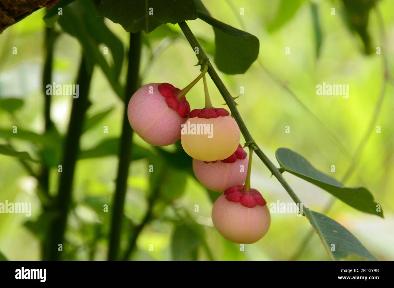 Sauropus androgynus, the fruit is round, brightly colored with a red ...