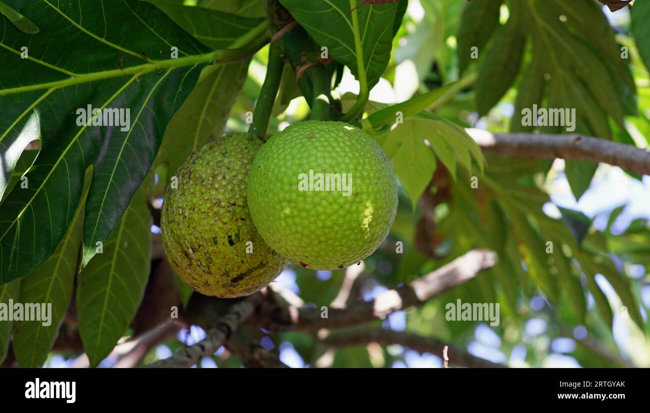 Artocarpus altilis, the fruit has matured on a tree branch. the color ...
