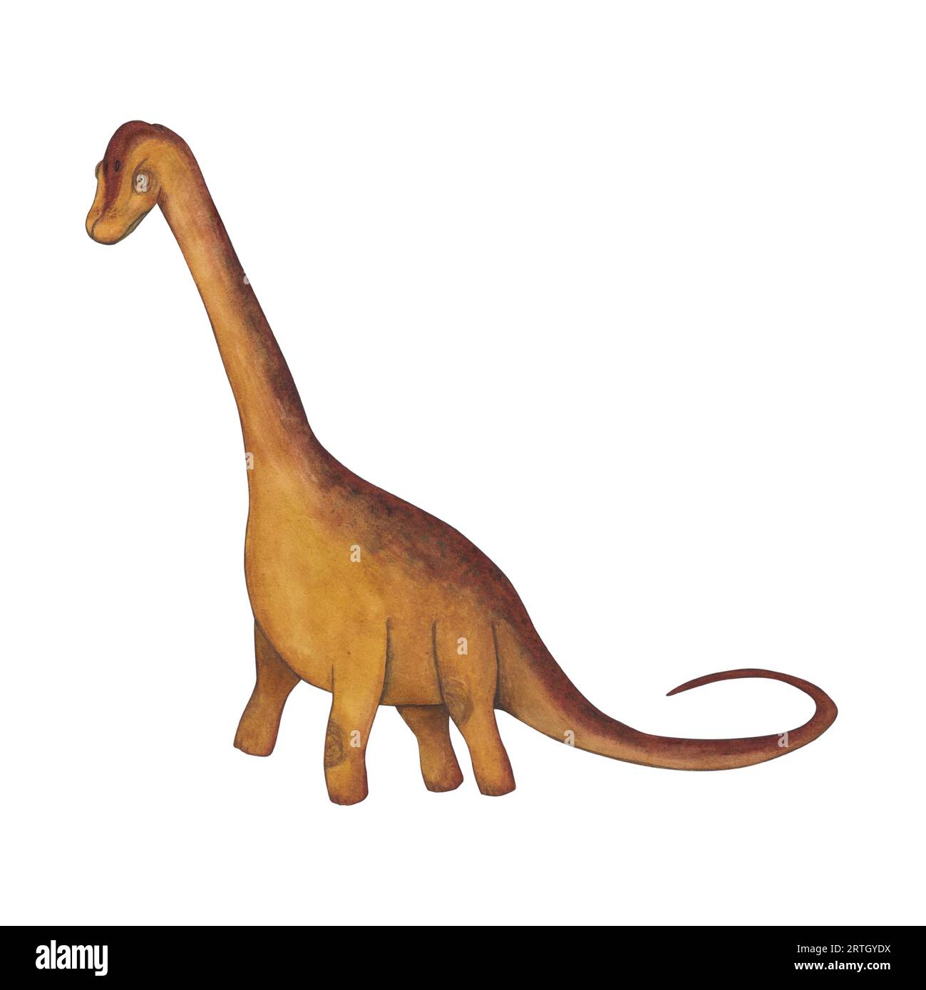 Brachiosaurus. Dinosaur. Watercolor illustration isolated on a white ...
