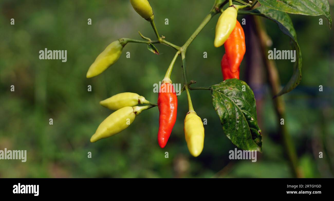 Chili peppers are in gardens with lush trees and leaves. the fruit ...