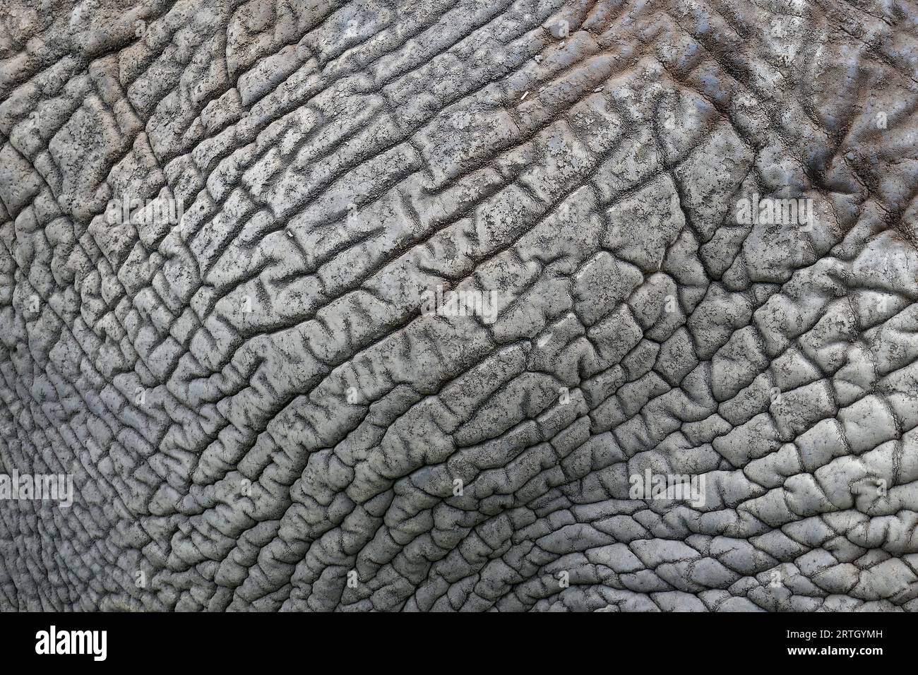 Colossal elephant hi-res stock photography and images - Alamy