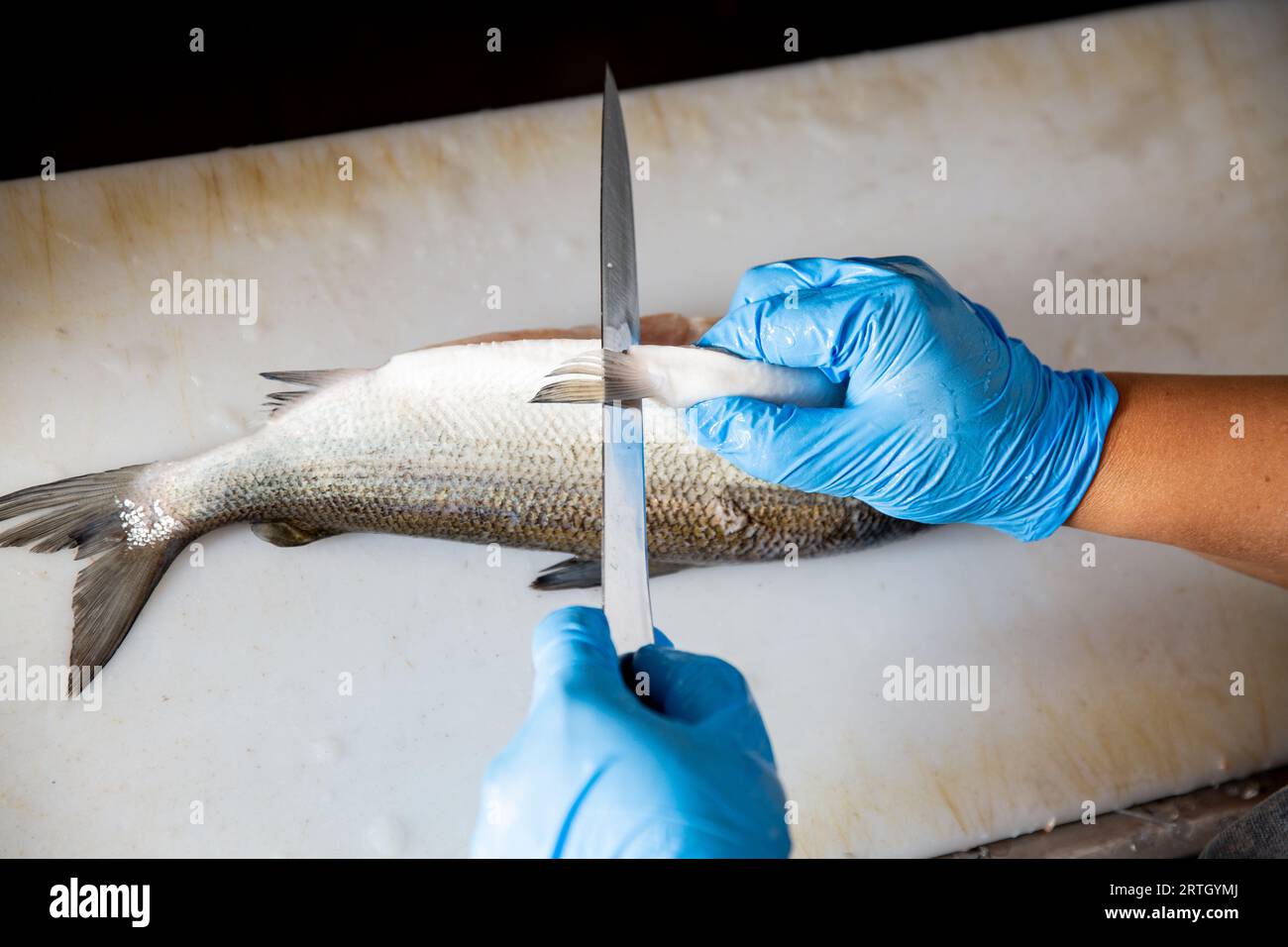 Professional chef cleaning cutting and filleting raw whitefish close-up ...
