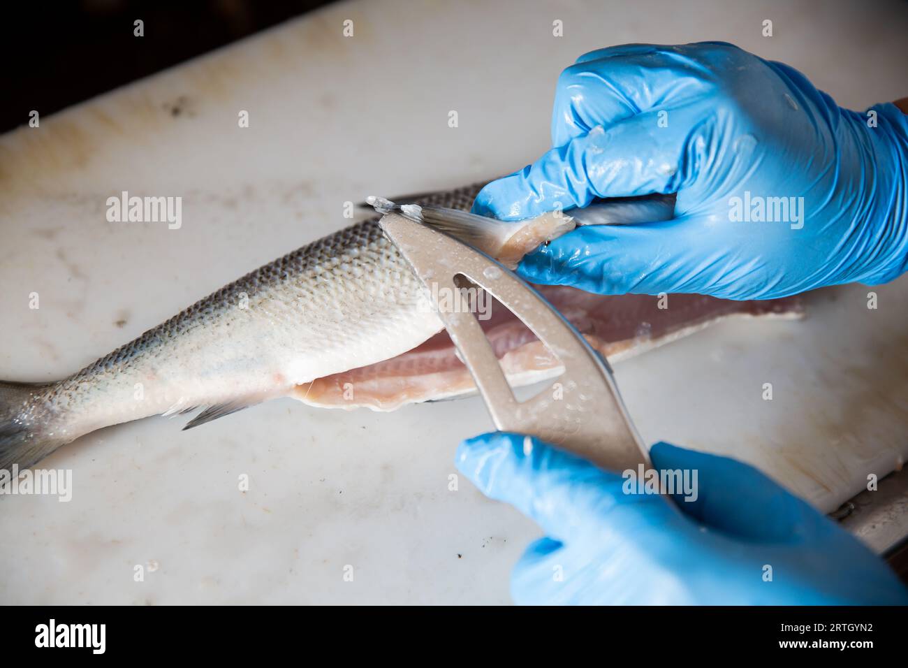 Professional chef cleaning cutting and filleting raw whitefish close-up ...